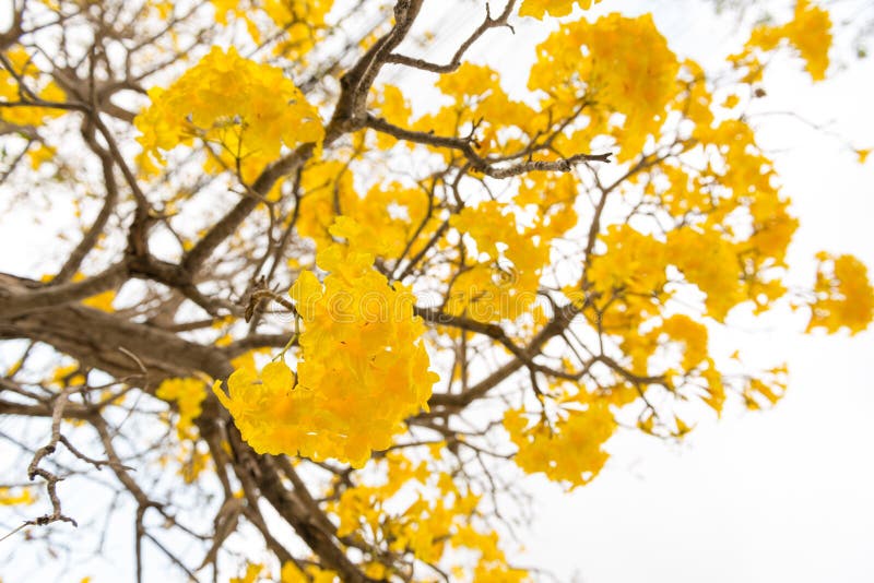 Silver trumpet tree stock image. Image of pantanal, flower - 45096067