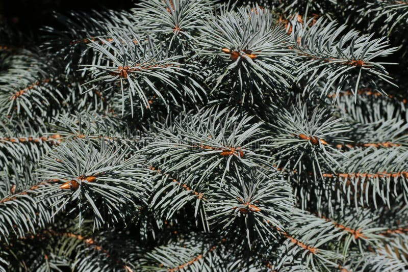 Silver twigs stock image. Image of macro, conifer, needles - 57058509