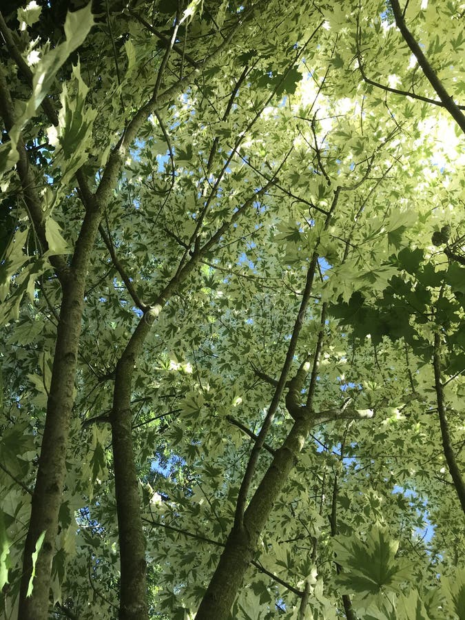 Silver Variegated Norway Maple Tree, Canopy Stock Image - Image of ...