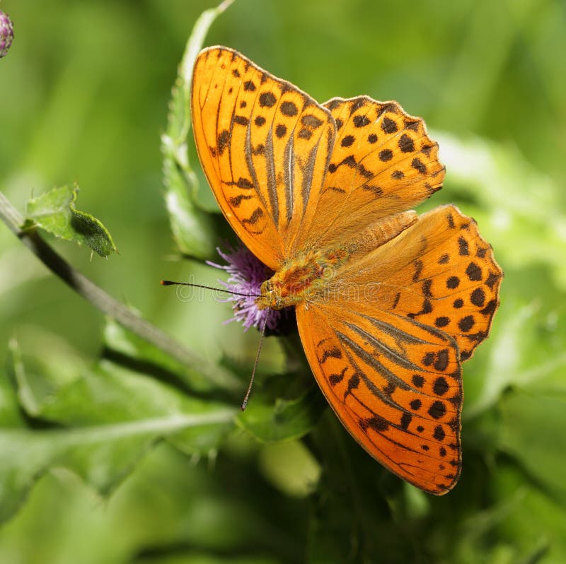 Silver-washed Fritillary Argynnis Paphia Stock Photo - Image of outdoor ...