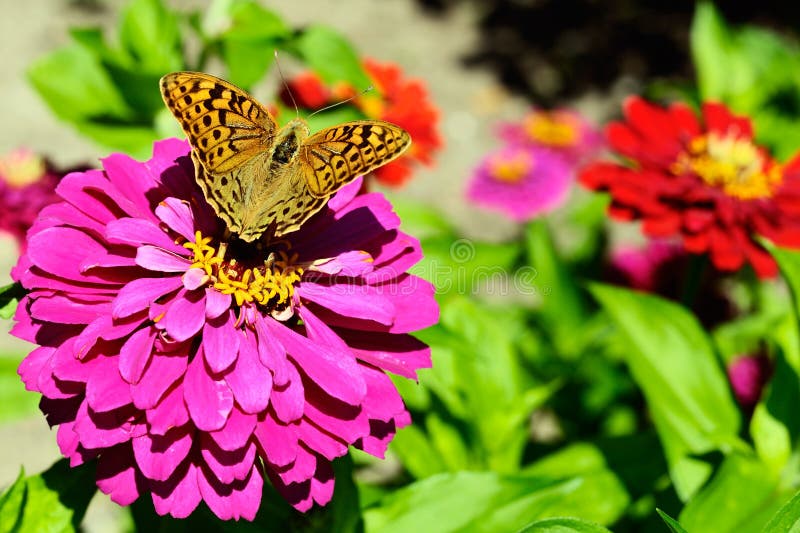 Silver-washed Fritillary Argynnis Paphia Stock Photo - Image of outdoor ...