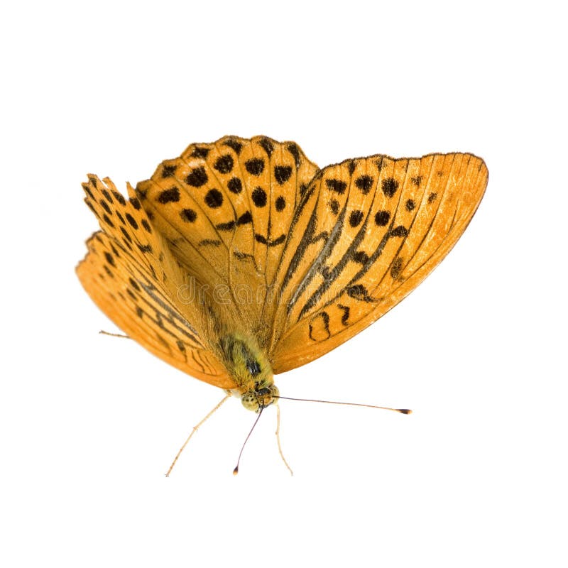 Silver-washed Fritillary Argynnis Paphia Stock Photo - Image of outdoor ...