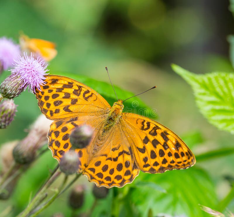 Silver-washed Fritillary stock image. Image of orange - 61396113