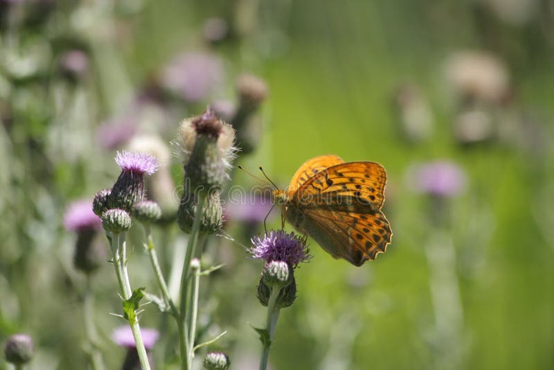 Silver-washed fritillary stock image. Image of nature - 83566137