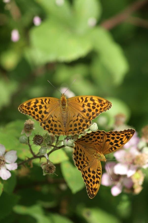 Silver-washed fritillary stock image. Image of reproduction - 83570391