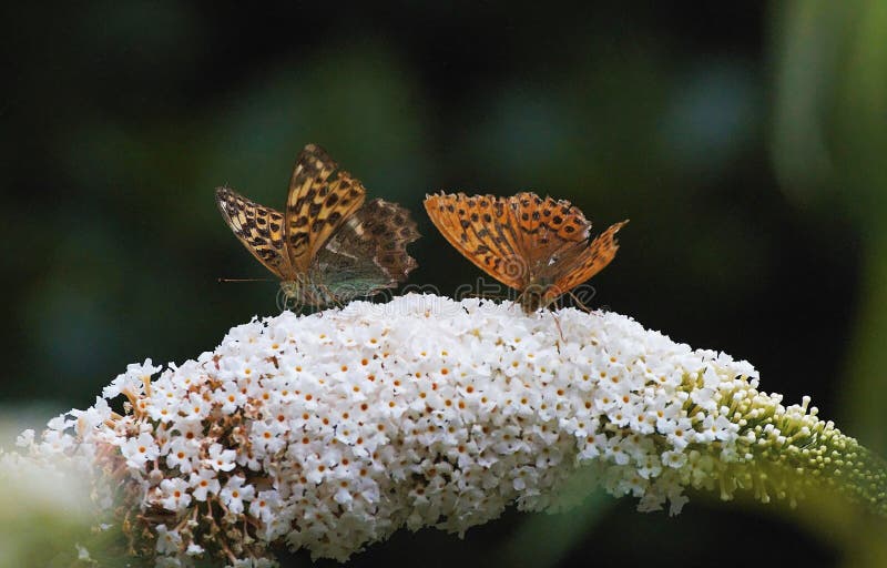 Paphia Pair Stock Photos - Free & Royalty-Free Stock Photos from Dreamstime