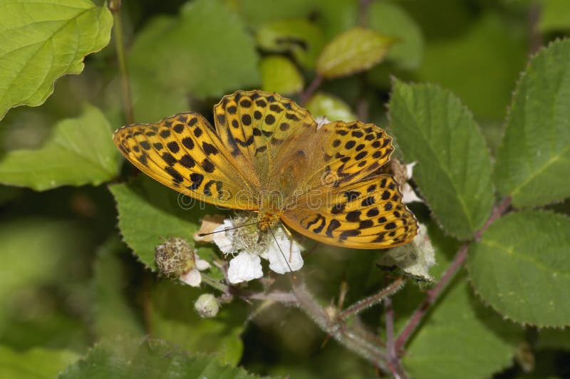 Silver-washed Fritillary Butterfly Stock Photo - Image of silverwashed ...