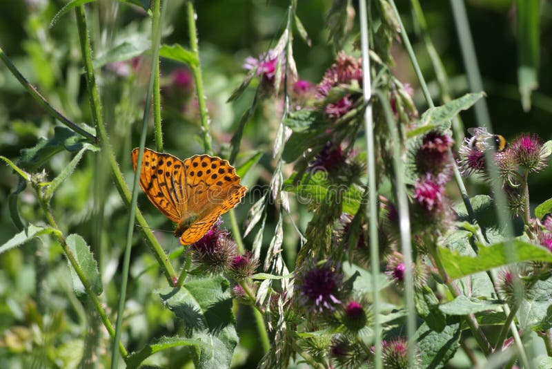 Silver-washed Fritillary Butterfly Stock Image - Image of fritillary ...