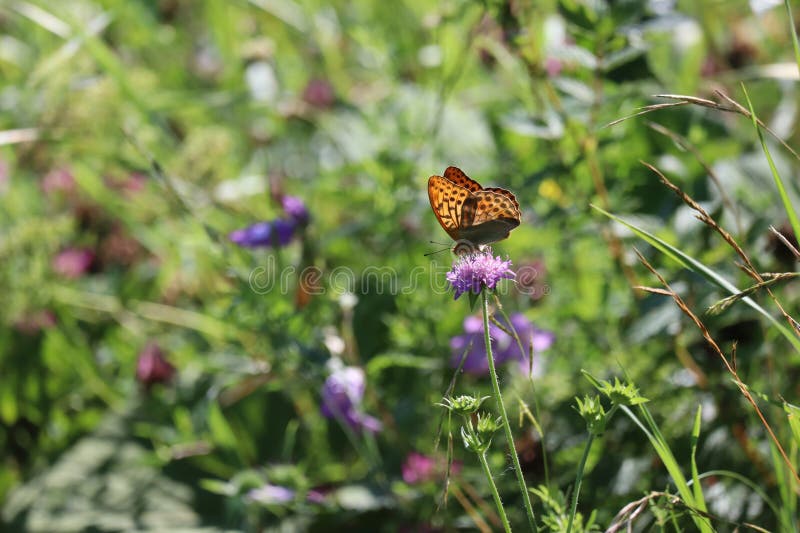 Silver-washed Fritillary on a Field Scabiosa Stock Photo - Image of ...