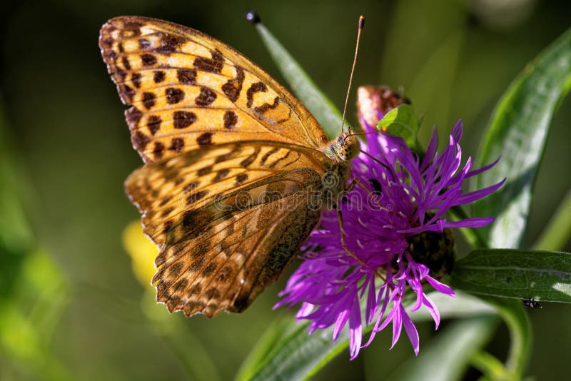Silver-washed fritillary stock photo. Image of plant - 77771724
