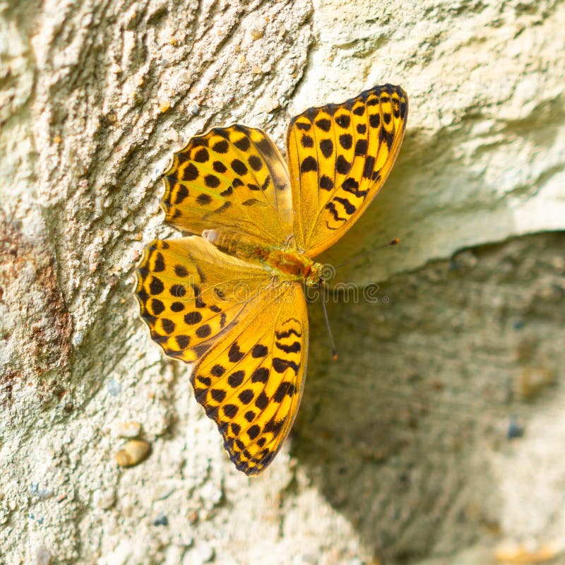 Silver-washed Fritillary on a Rock Stock Image - Image of colorful ...