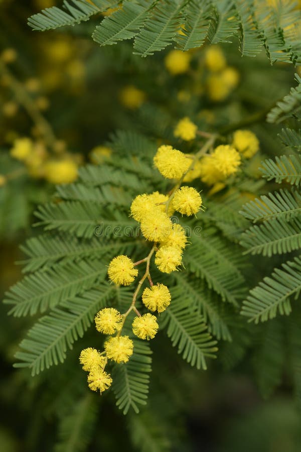 Silver wattle stock image. Image of outdoors, garden - 142494447