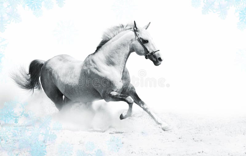 Silver-white Stallion on Black Stock Photo - Image of horse, light ...