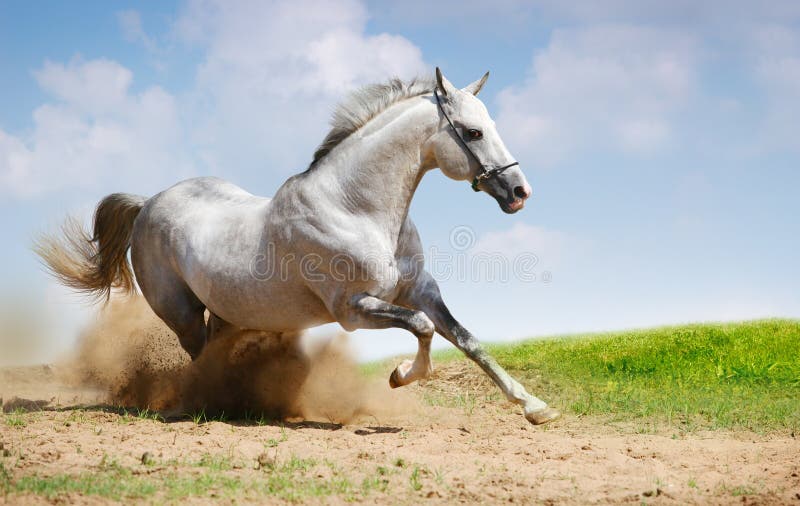 Silver-white Stallion on Black Stock Photo - Image of horse, light ...