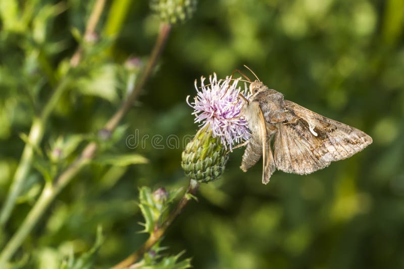 Silver Y Moth (Autographa Gamma) Stock Image - Image of leaf, silence ...