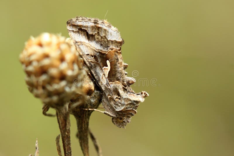 Silver y moth stock photo. Image of animal, insect, autographa - 198669680
