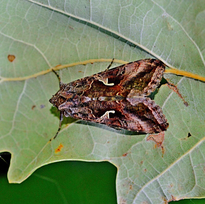 Silver Y Moth at rest stock photo. Image of lepidoptera - 118248906