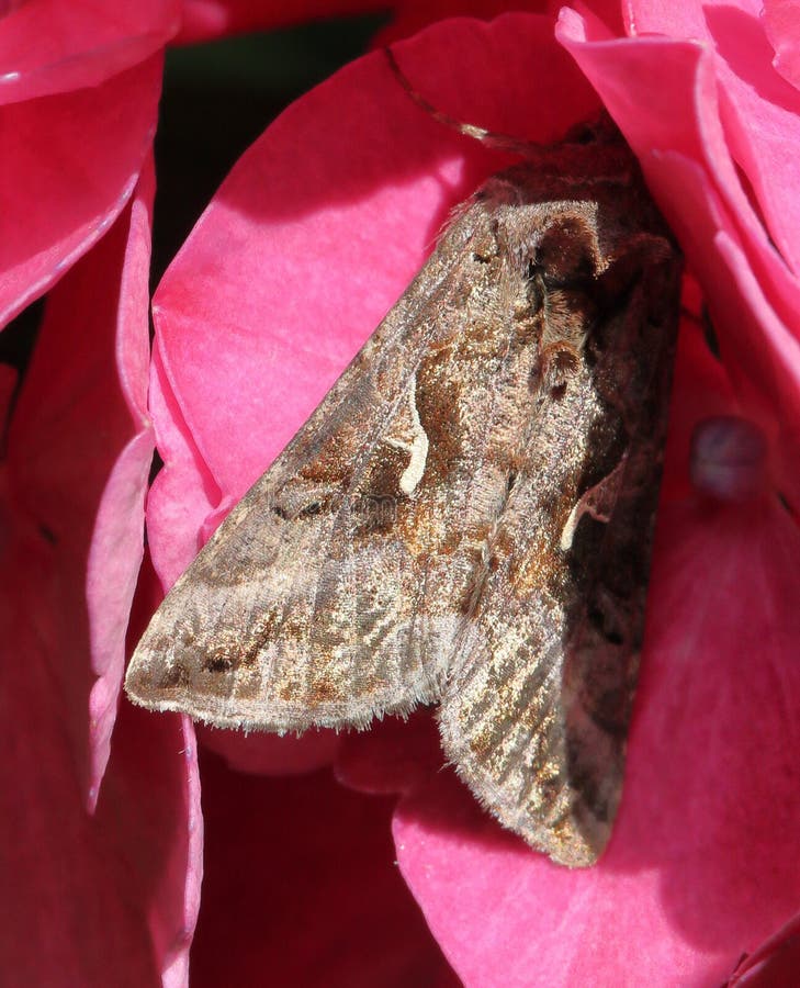 Silver Y Moth stock image. Image of flower, pink, insect - 351193923