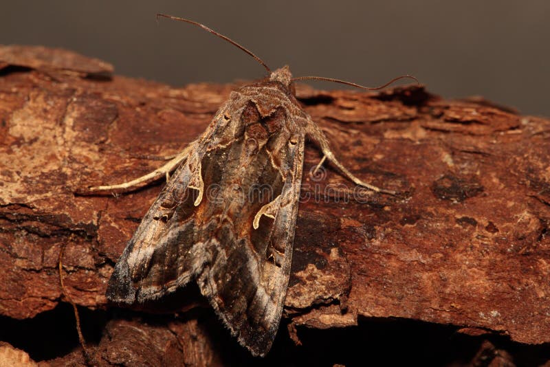 Silver y moth. stock image. Image of moth, wildlife, antennae - 32906899