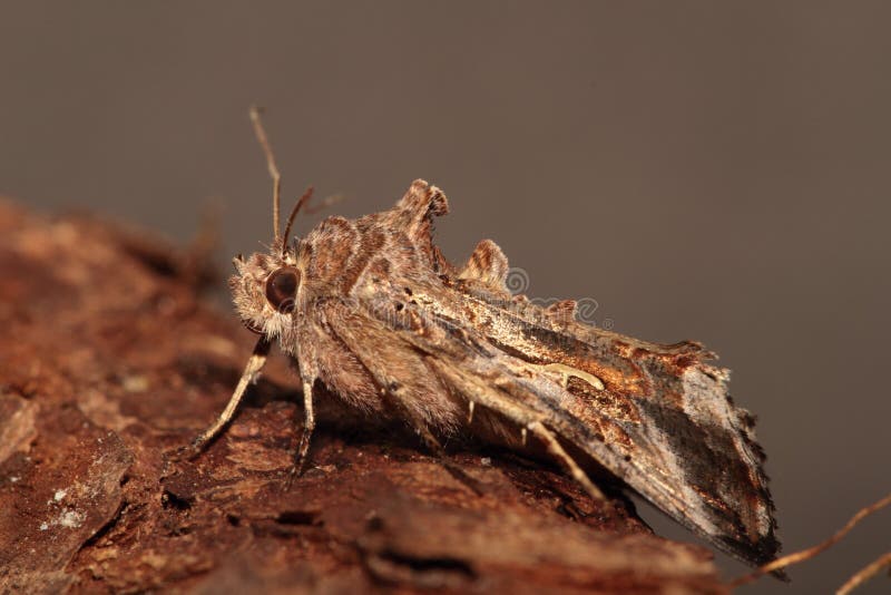 Silver y moth. stock image. Image of antennae, insect - 32906921