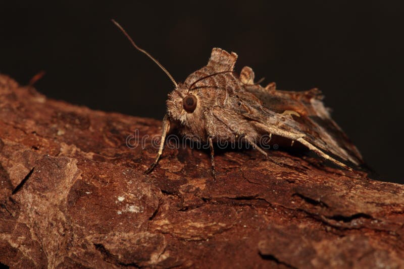 Silver y moth. stock photo. Image of wild, nature, profile - 32906936
