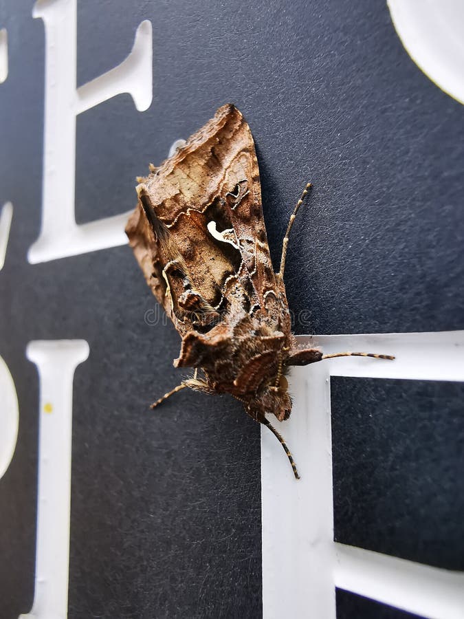 122 Moth Wings Folded Stock Photos - Free & Royalty-Free Stock Photos ...