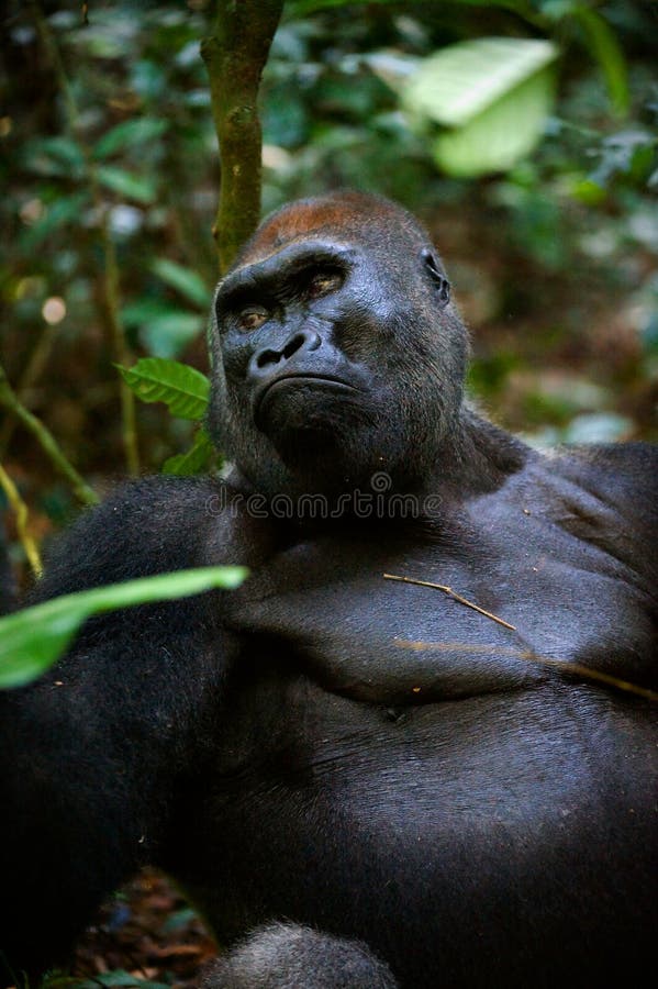 Silverback. stock image. Image of forest, animals, africa - 16790289