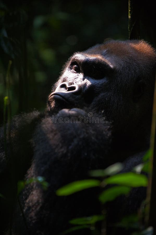 Silverback. stock photo. Image of habitat, lowland, nature - 22272542