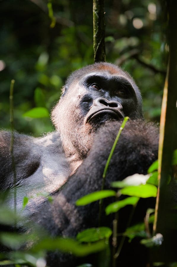 Silverback. stock photo. Image of habitat, lowland, nature - 22272542