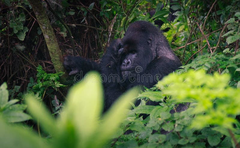 Silverback stock photo. Image of volcans, eastern, jungle - 17860070