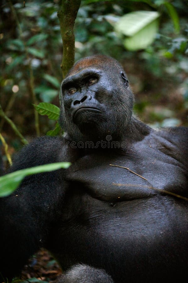 Silverback. stock photo. Image of habitat, lowland, nature - 22272542
