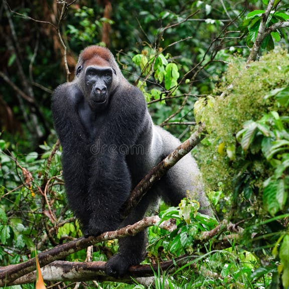 Silverback. stock photo. Image of habitat, lowland, nature - 22272542
