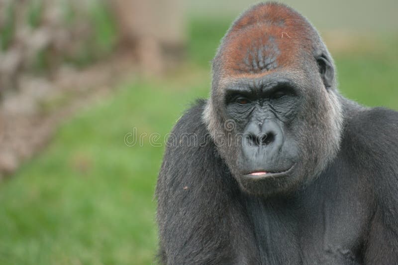 Silverback stock image. Image of hairy, concentrate, face - 2789361