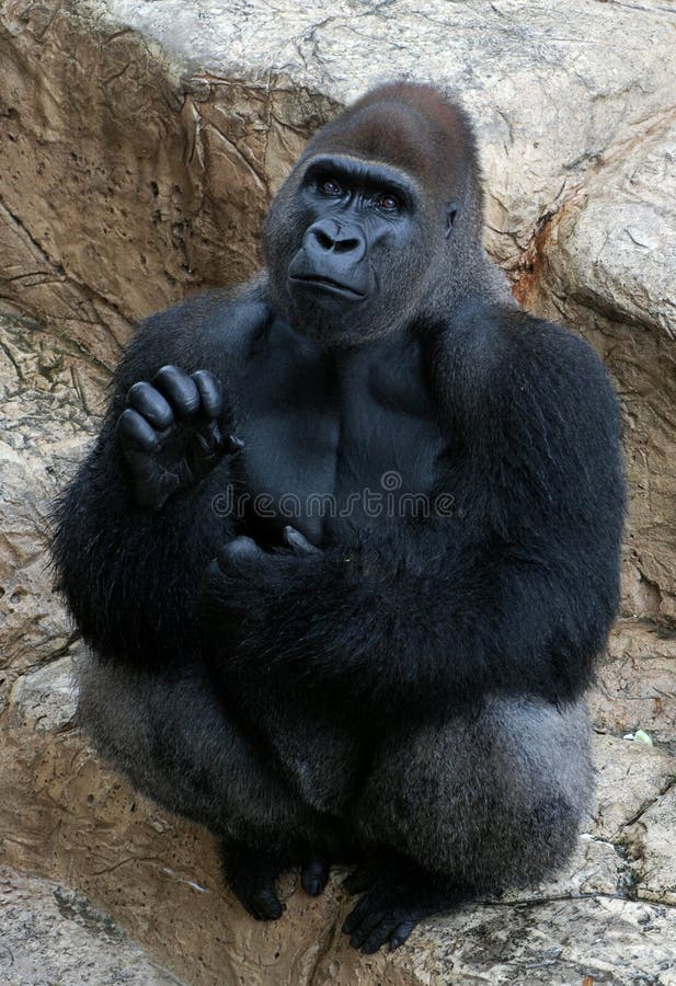 Un Silverback Gorilla Knuckle-Walking Foto de archivo - Imagen de pelo ...