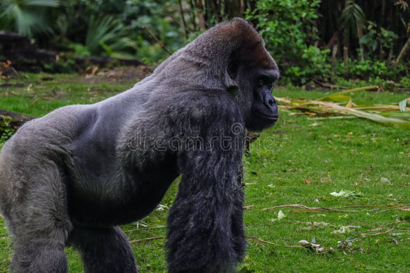 Silverback stock photo. Image of silverback, mammal - 303096836