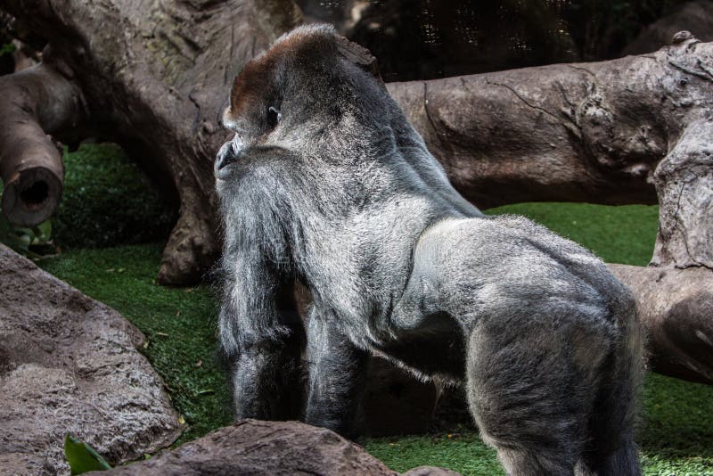 Gorilla teeth stock image. Image of gorilla, silverback - 23408359