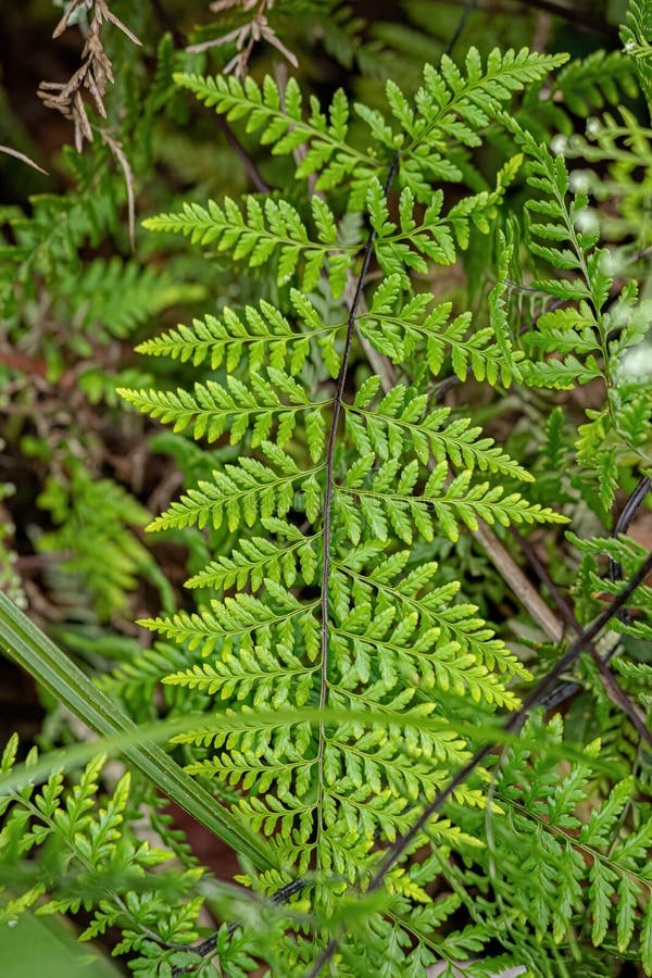 Silverback Fern Leaves stock photo. Image of polypodiidae - 258937136
