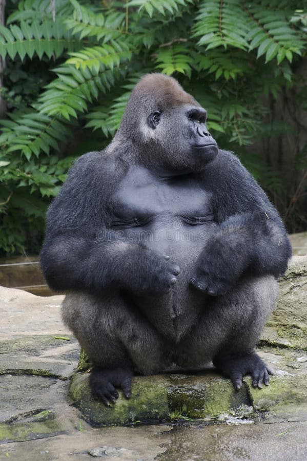 Gorilla Feet Stock Photos - Free & Royalty-Free Stock Photos from ...