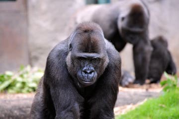 Ugly Gorilla Stock Photos - Free & Royalty-Free Stock Photos from ...