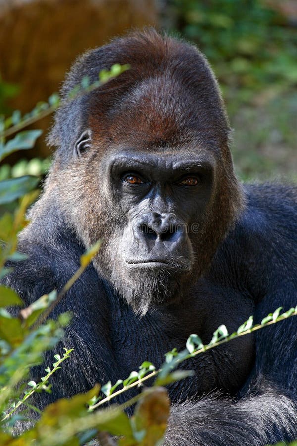 Silverback Gorilla stock image. Image of strength, male - 1555725