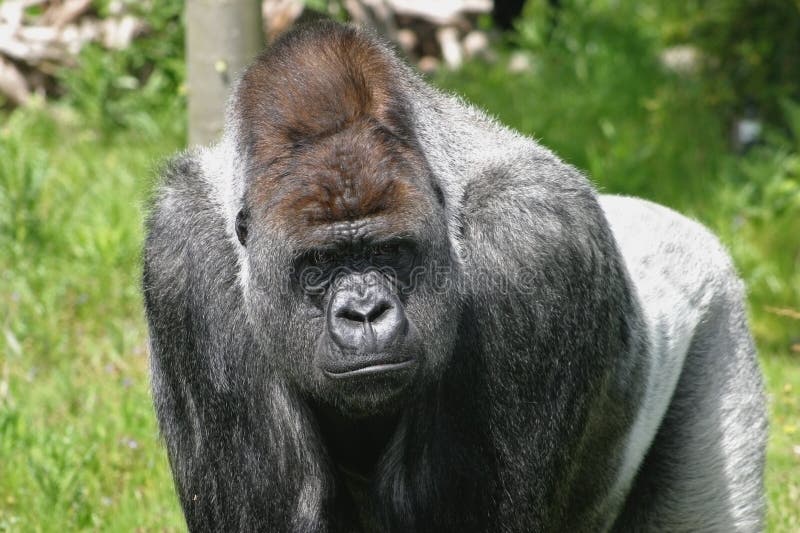 Silverback gorilla stock photo. Image of head, mammal - 21777716