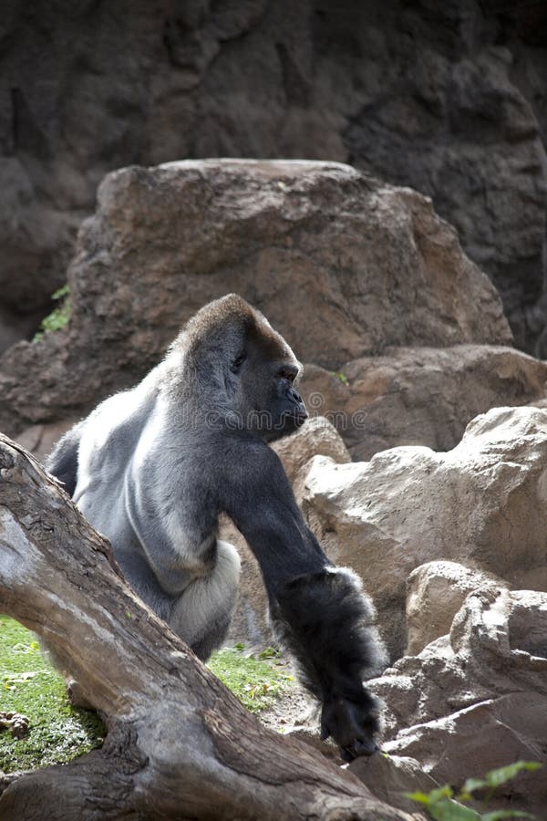 Silverback Gorilla stock image. Image of outdoors, animal - 23314949