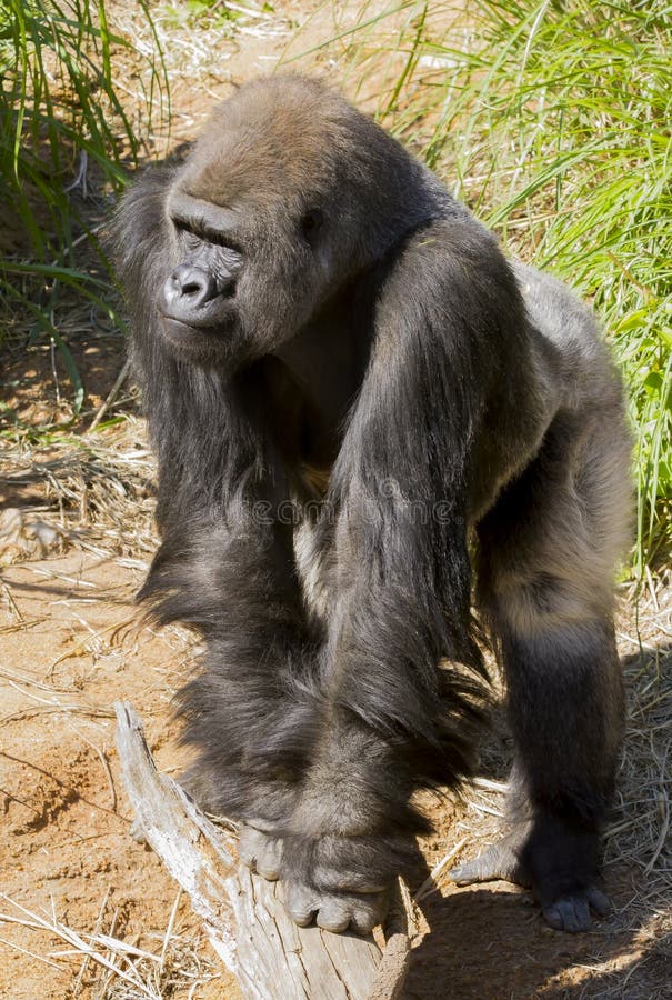 Silverback Gorilla Beating Chest Stock Photo - Image of display ...