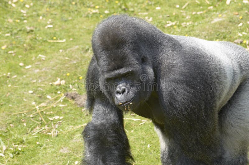 Silverback Gorilla stock image. Image of hand, lowland - 2870913