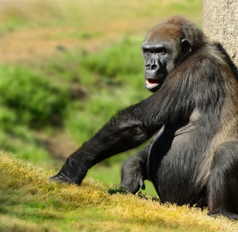 Silverback Gorilla stock image. Image of close, conservation - 29465865