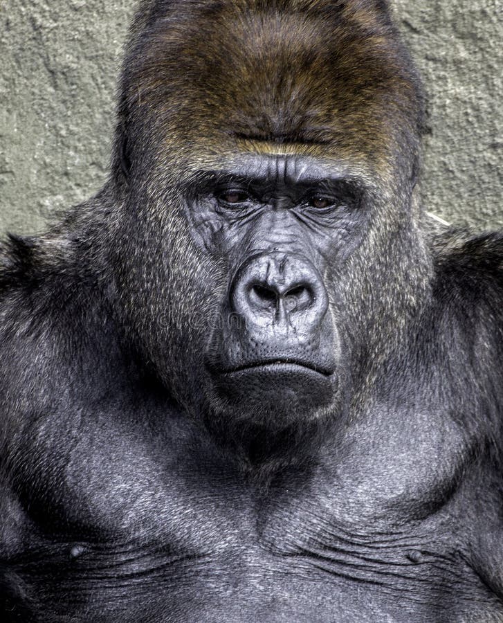 73+ Silverback gorilla Free Stock Photos - StockFreeImages