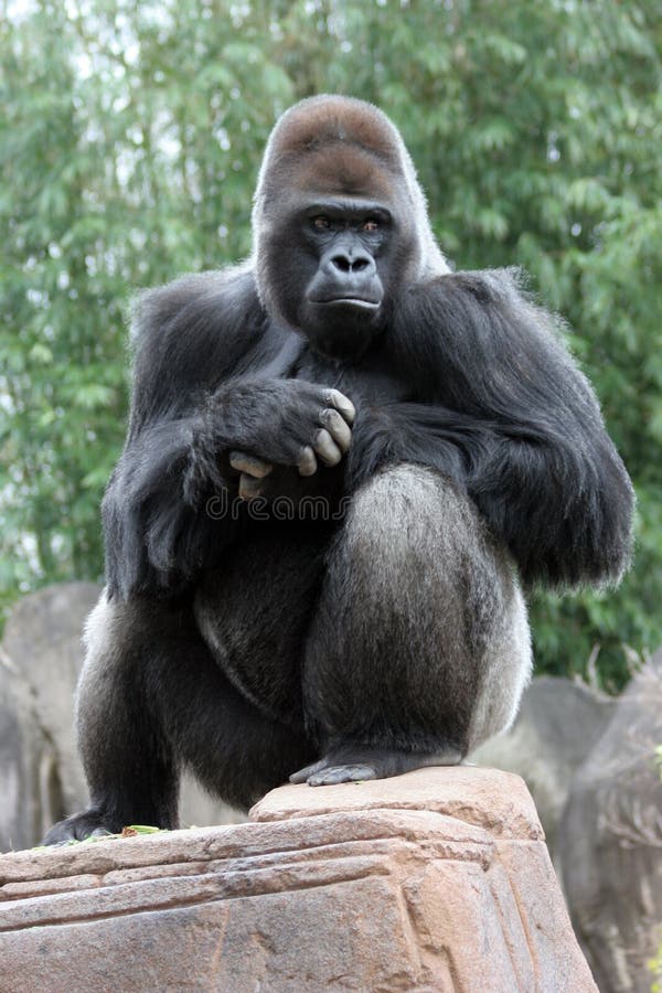 Silverback Gorilla stock photo. Image of angry, nature - 526496