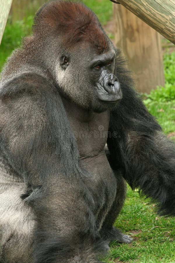 Silverback gorilla stock image. Image of gorilla, thoughtful - 5310321