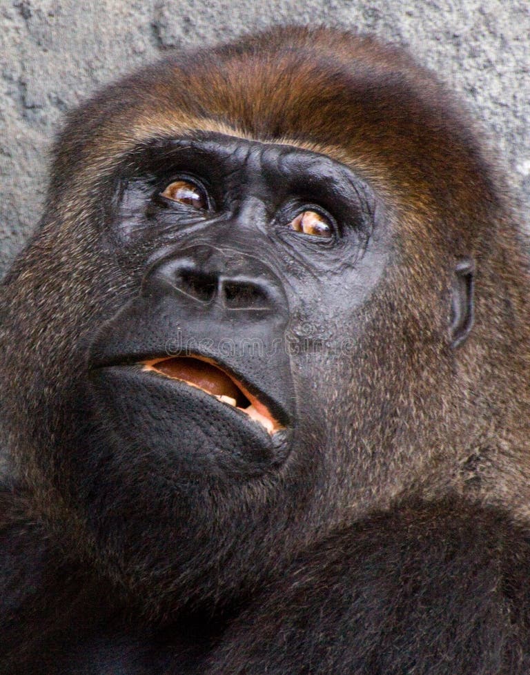 1,384 Silverback Gorilla Eyes Stock Photos - Free & Royalty-Free Stock ...