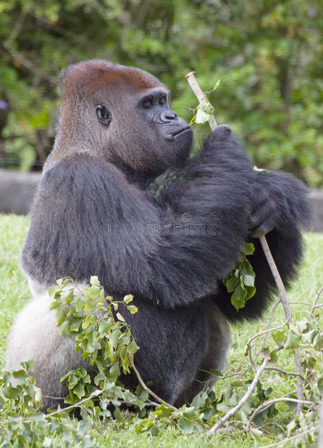 Silverback Gorilla Standing Stock Photo - Image of looking, animals ...